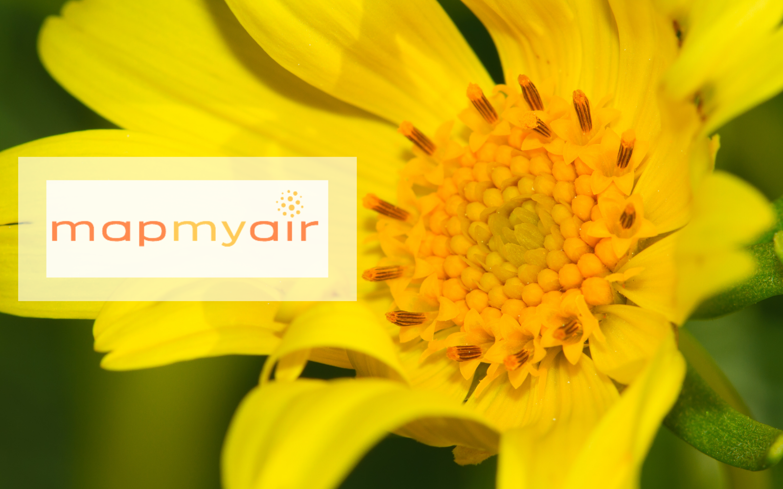 Everything To Know About Pollen Count