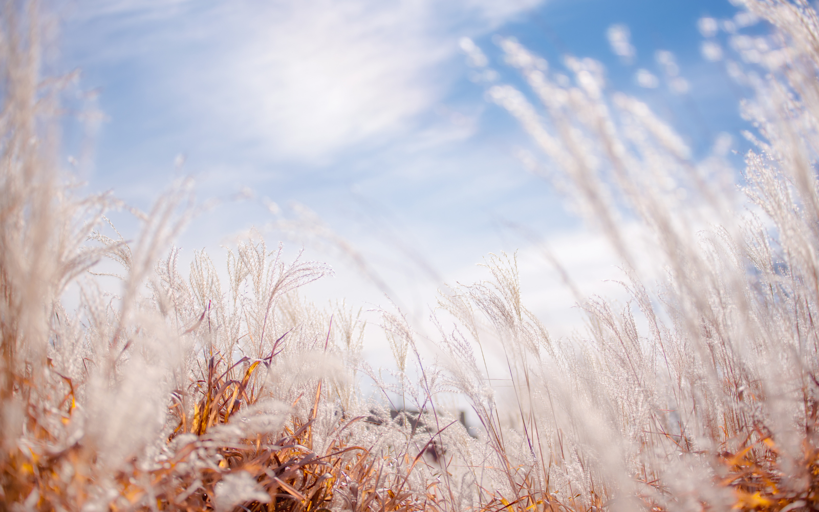 Top Allergies in the Midwest