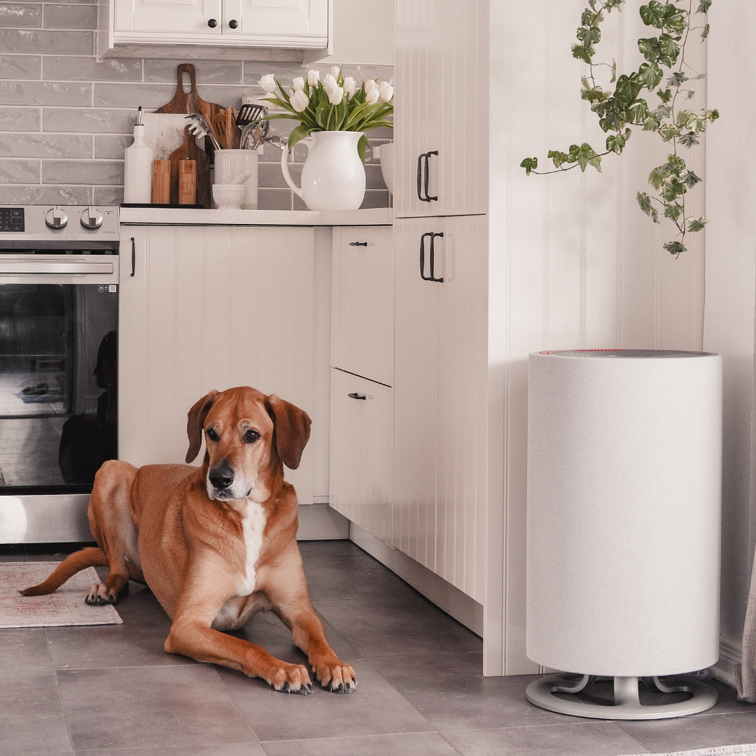 Buy The Best HEPA Air Purifiers & Air Cleaners Online | Oransi