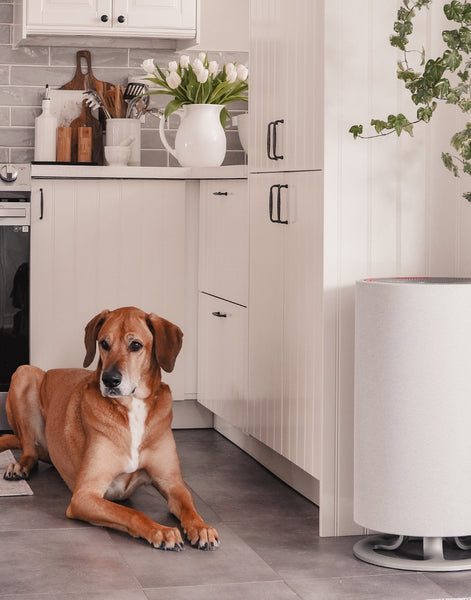 Buy The Best HEPA Air Purifiers & Air Cleaners Online | Oransi