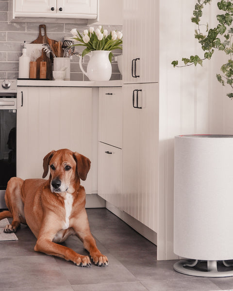 Buy The Best HEPA Air Purifiers & Air Cleaners Online | Oransi